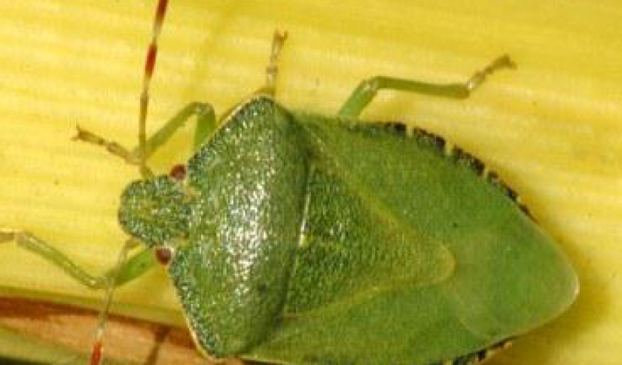 Shield Bugs - Control of Shield and Stink Bugs | Kiwicare