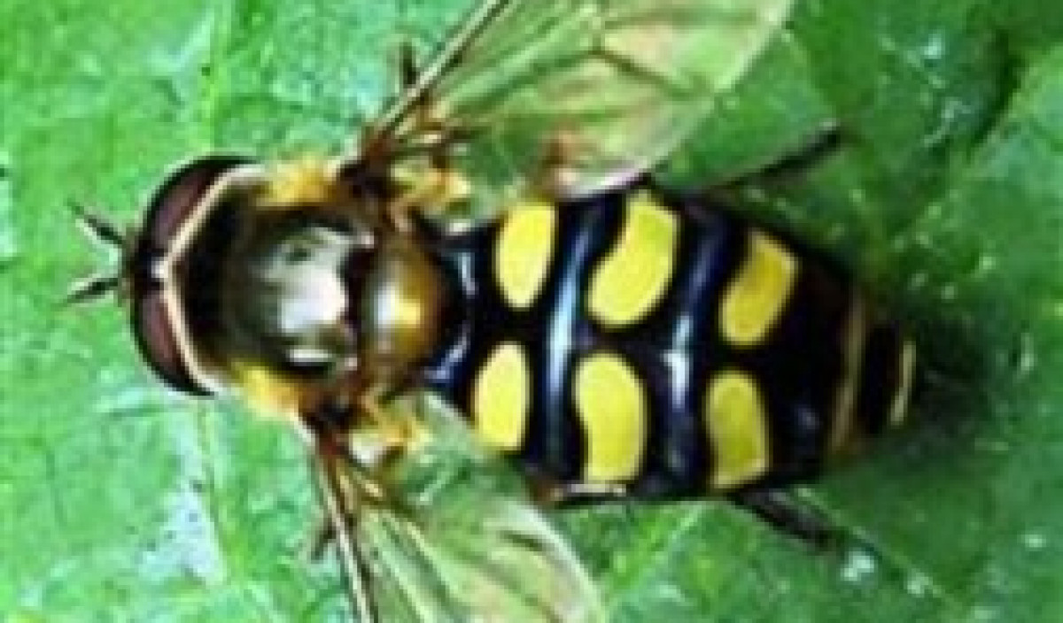 Hover Flies - Control of Hover Flies in Home Gardens. | Kiwicare