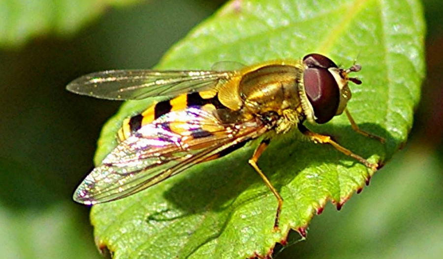 Hover Flies - Hover Flies in the Garden. | Kiwicare