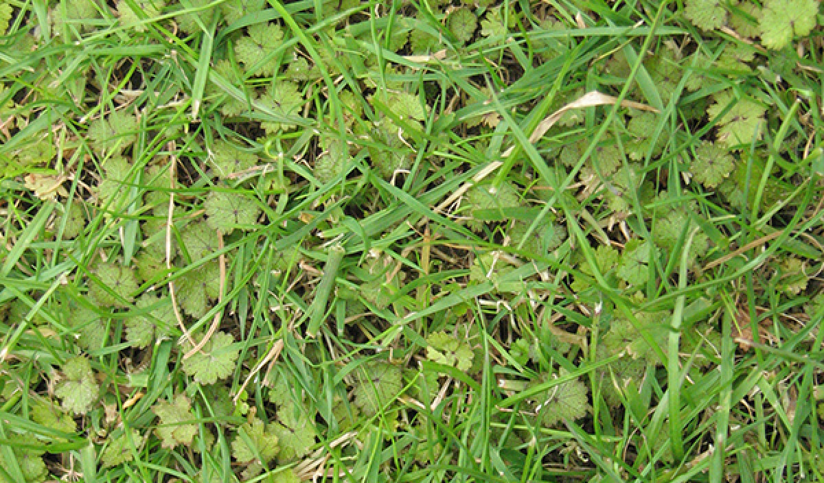 Hydrocotyle - Control of Hydrocotyle Weed in Lawns. | Kiwicare