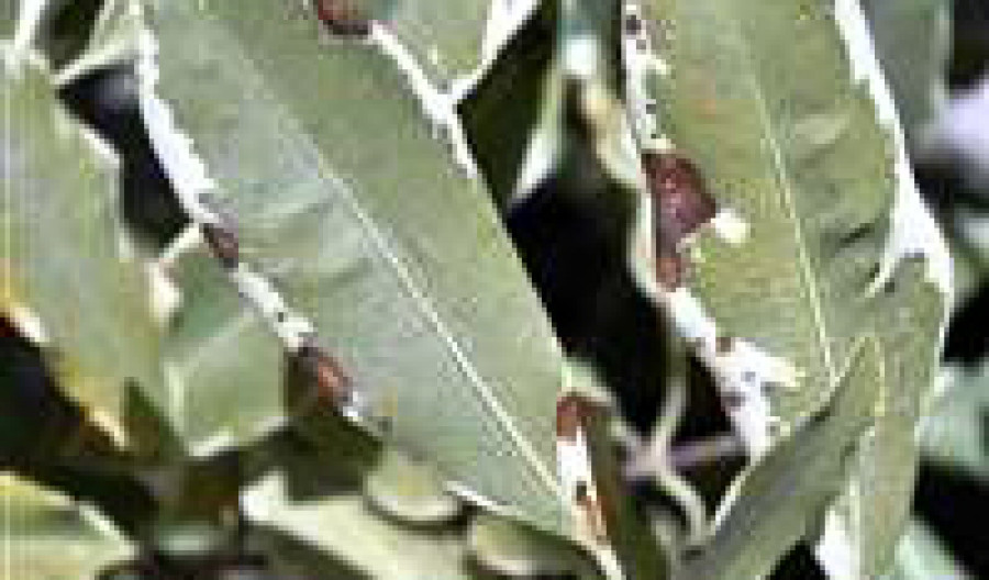 Leaf Spot - Control of Leaf Spot Diseases of Plants. | Kiwicare