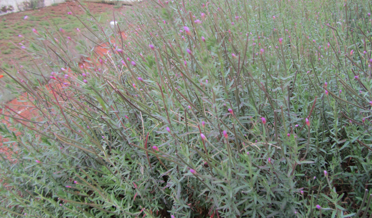 Loosestrife Weed - How to Get Rid of Loosestrife | Kiwicare