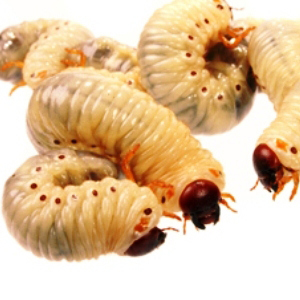 Maggots - Control of Maggot Pests in and Around Homes. | Kiwicare