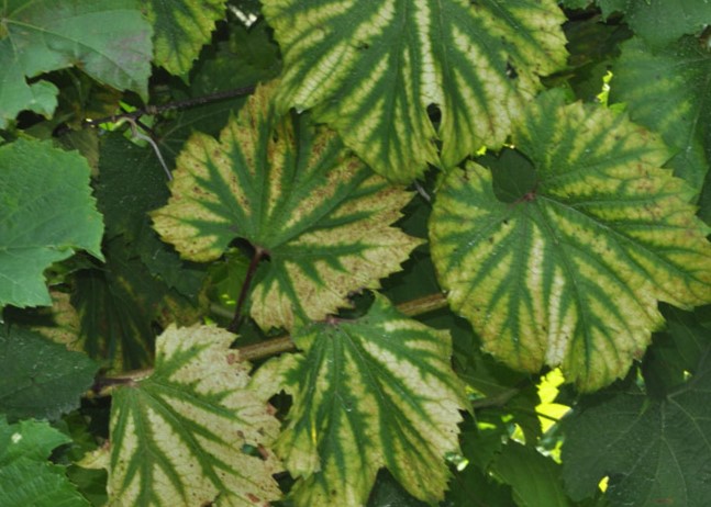 Magnesium Deficiency - Prevention of Deficiency | Kiwicare