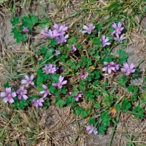 Mallow - Control of Mallow Weed in Gardens. | Kiwicare
