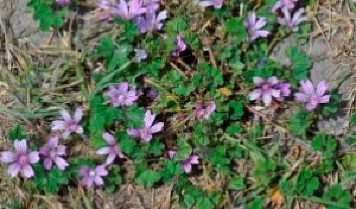 Mallow - Control of Mallow Weed in Gardens. | Kiwicare