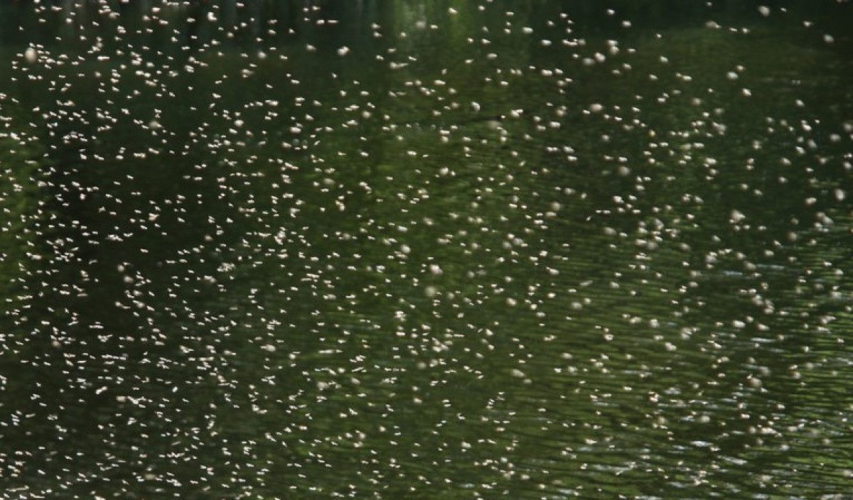 Biting Midges - How to GProtect from Midges | Kiwicare