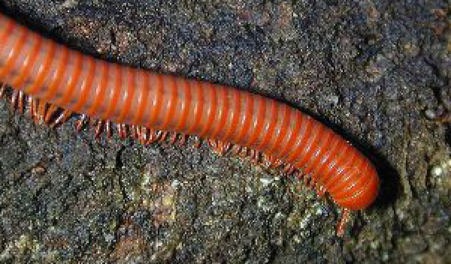 Millipedes - Control of Millipedes in Gardens. | Kiwicare