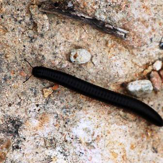 Millipedes - Control of millipedes in gardens.