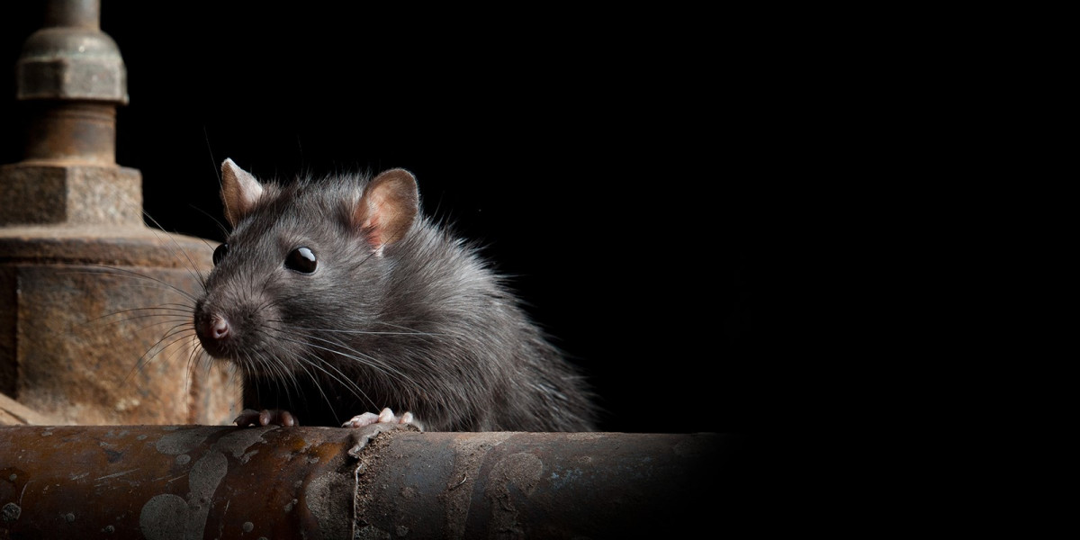 Do Rats & Mice Need Water with Their Bait? | Kiwicare