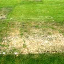 Advice on Growing a Great Lawn | Kiwicare