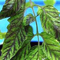 Phosphorous Deficiency - Soil Deficiency. | Kiwicare