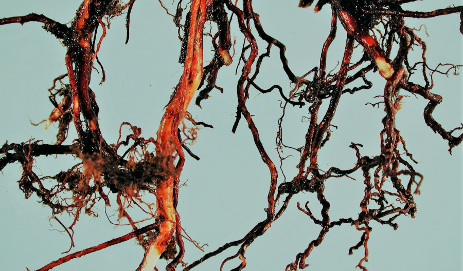 Phytophthera - How to Get Rid of Phytophthora Disease | Kiwicare