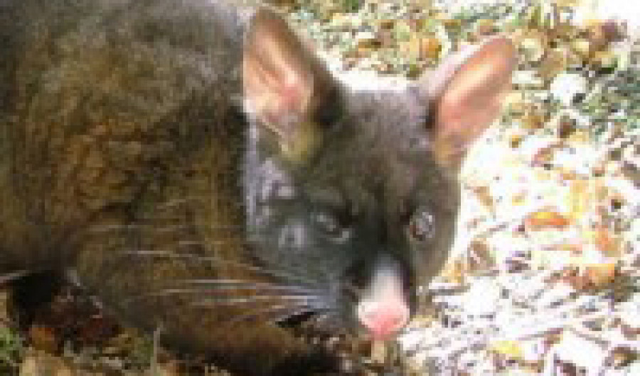 Possums - Control of Possums in Gardens. | Kiwicare