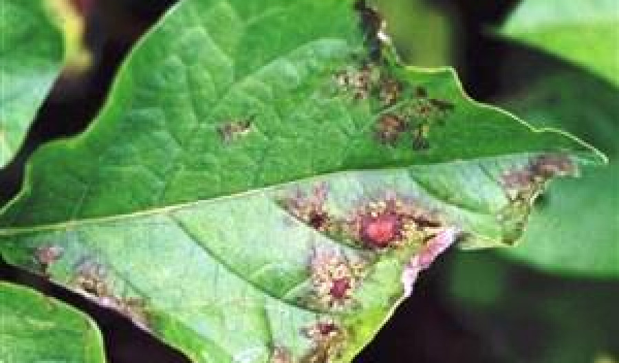 Blight - Control of Blight Disease of Plants. | Kiwicare