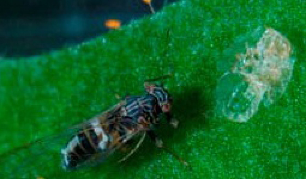 Psyllids - Control of Psyllid Pests on Garden Plants. | Kiwicare