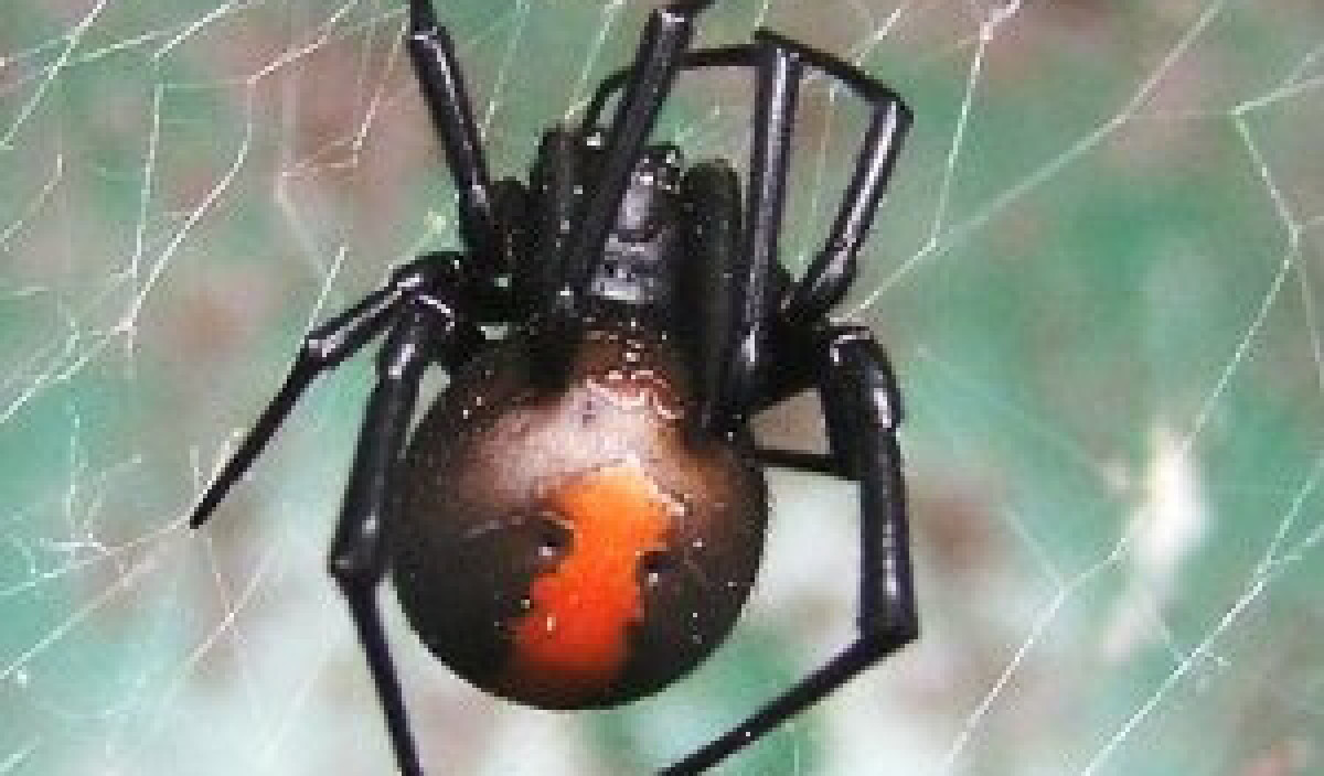 Redback Spider - Control of Redback Spiders | Kiwicare