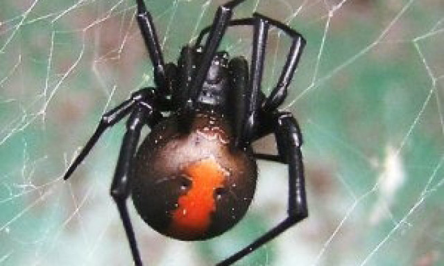 White Tail Spiders - Control of Whitetail Spiders | Kiwicare