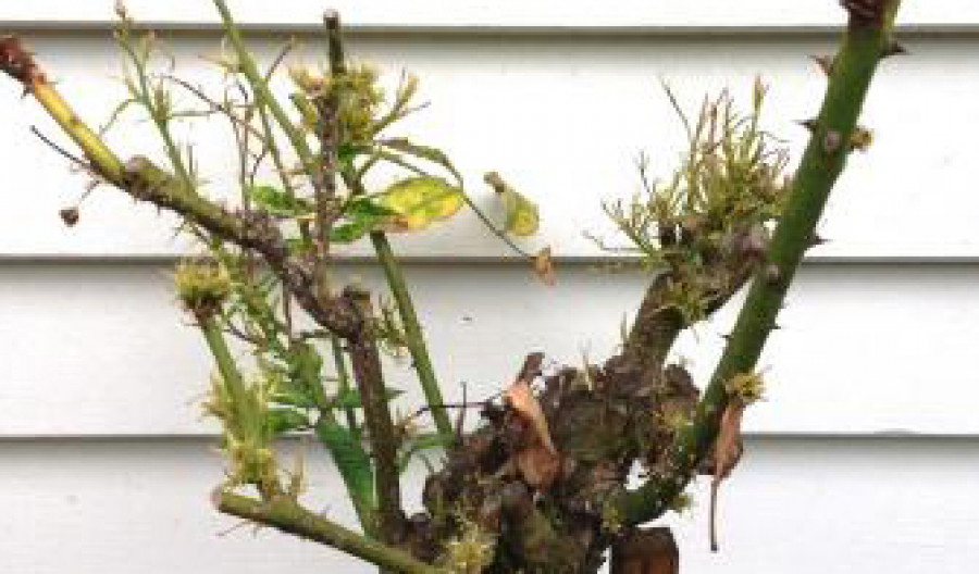 Wiches Broom - Control of Withches Broom in Plants. | Kiwicare