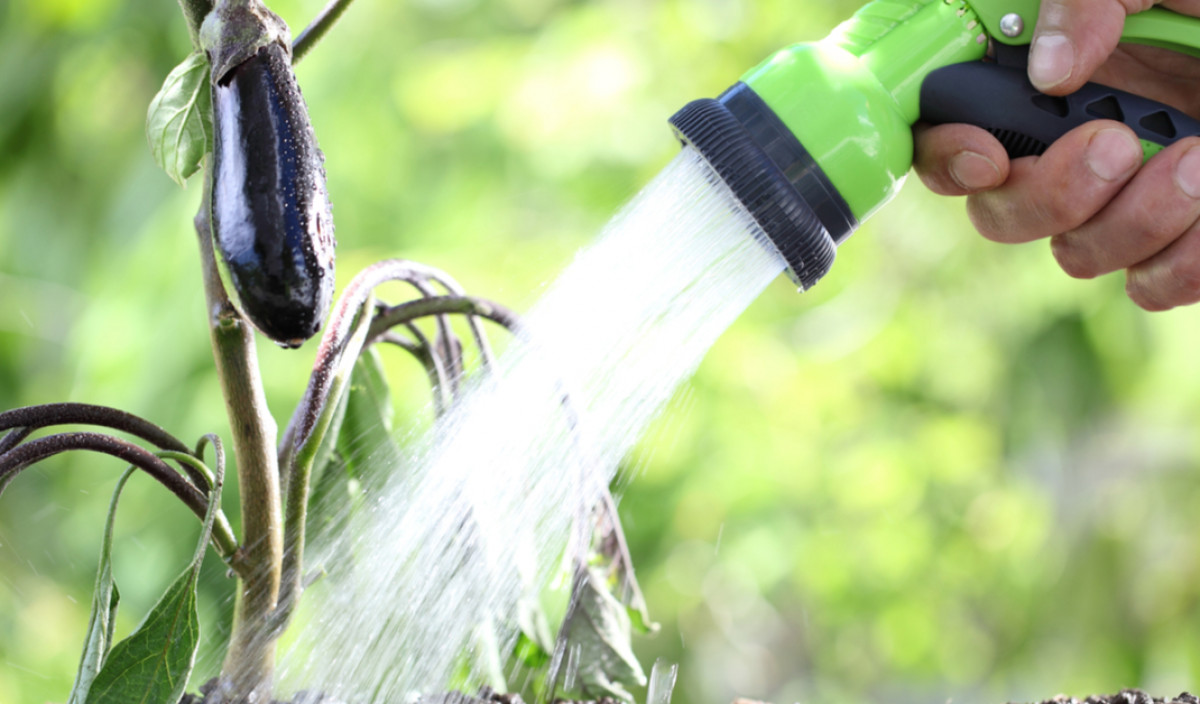 Overwatering - Prevention of Overwatering of Plants. | Kiwicare