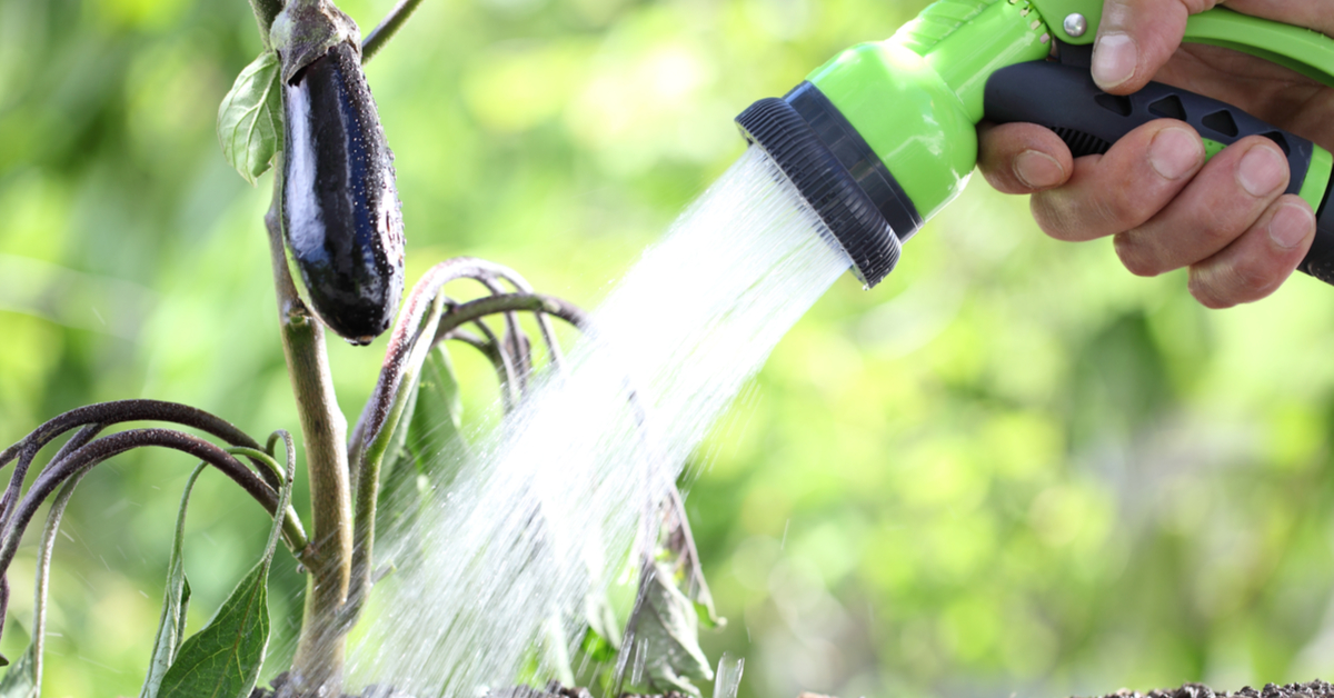 Overwatering - Prevention of Overwatering of Plants. | Kiwicare