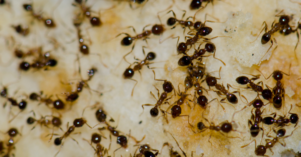 List of The Ants of New Zealand | Kiwicare