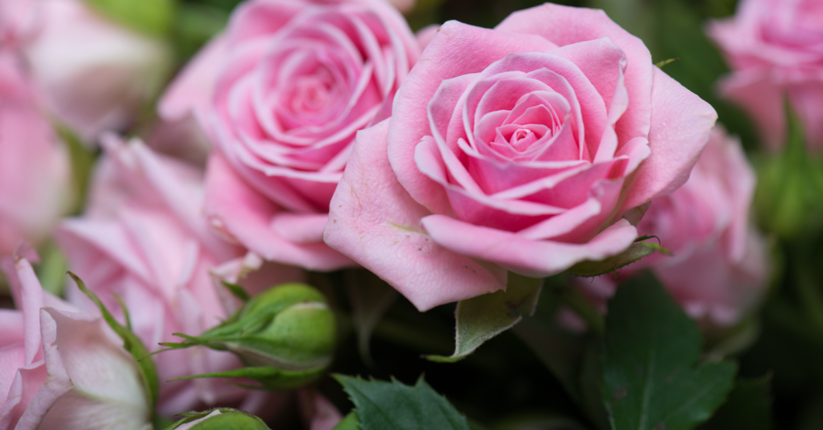 Advice - How to Plant Roses | Kiwicare