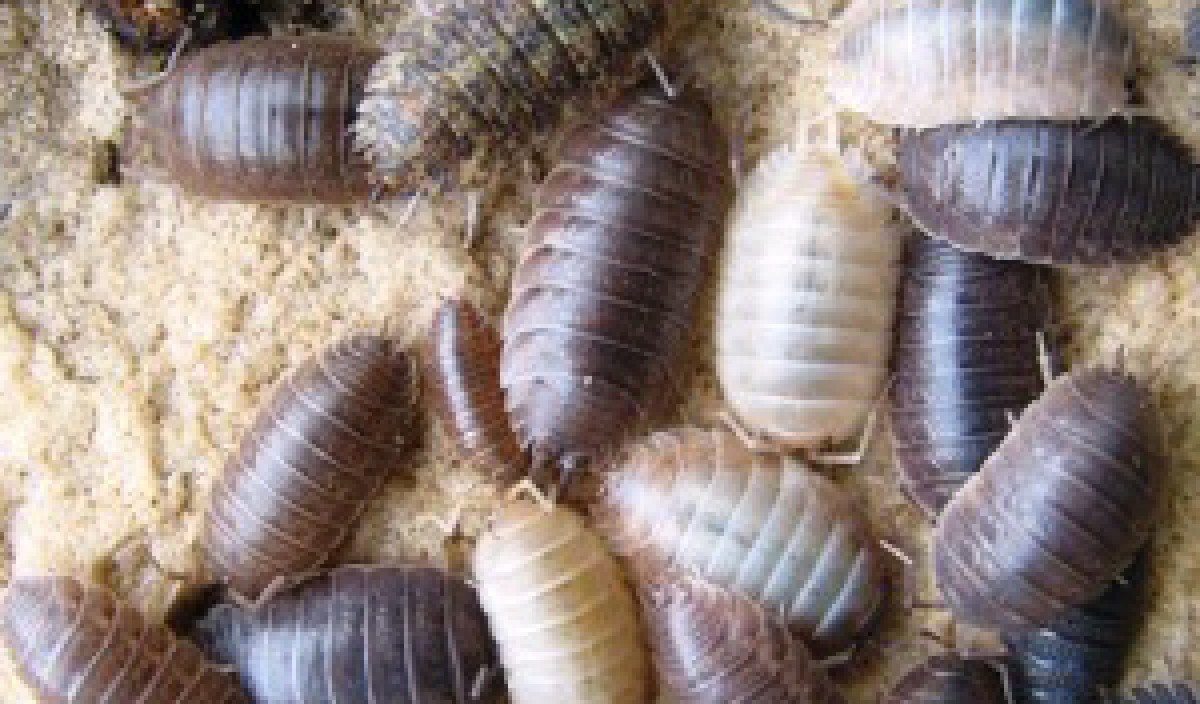 Slaters (Woodlice) - Control of Slaters in Gardens. | Kiwicare