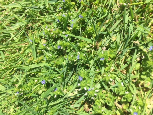 Speedwell - Control of Speedwell in Lawns and Gardens | Kiwicare