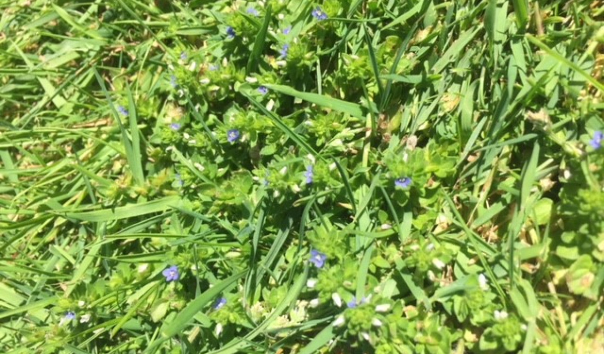 Speedwell - Control of Speedwell in Lawns and Gardens | Kiwicare