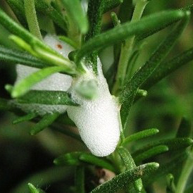 Spittle Bug - Control of Spittle Bug on Garden Plants. | Kiwicare