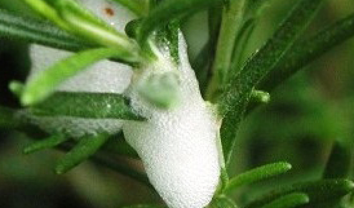 Spittle Bug - Control of Spittle Bug on Garden Plants. | Kiwicare