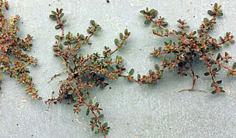 Spurge - Control of Spurge Weed in Gardens. | Kiwicare