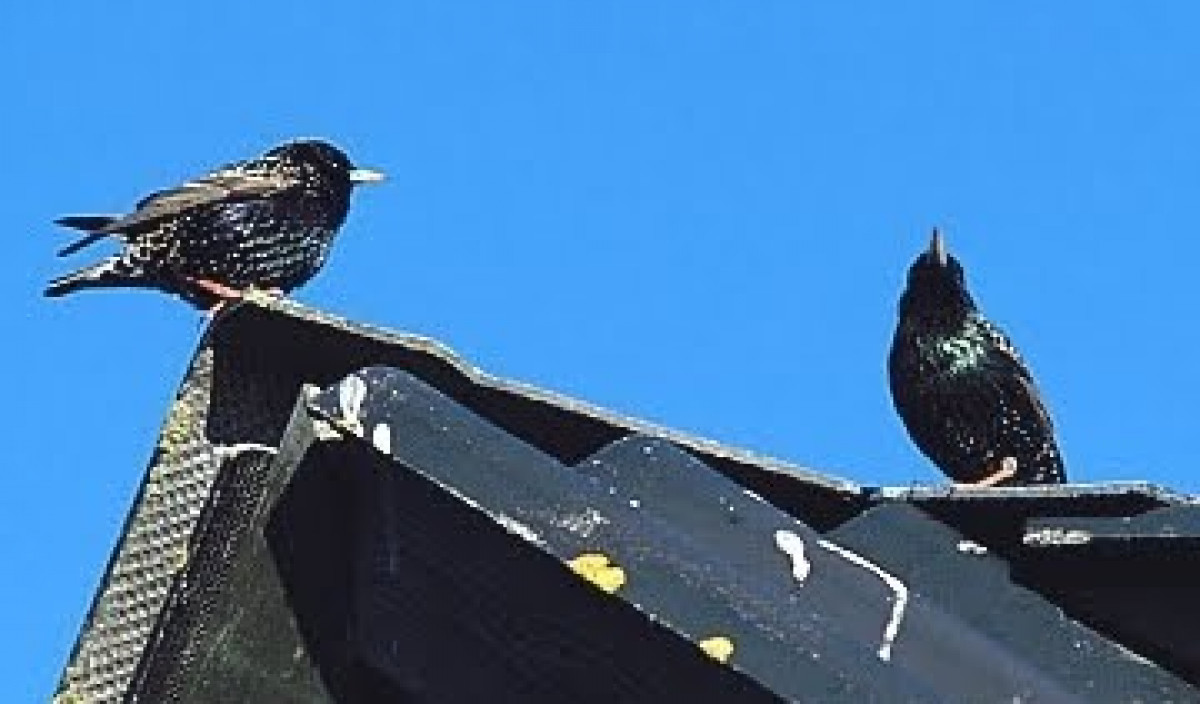 Birds - Control of Pest Birds in Homes. | Kiwicare