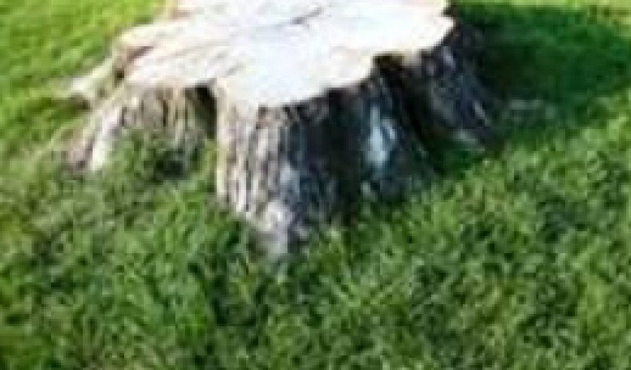 Tree Stumps - How to Stop Tree Stumps Re-Sprouting. | Kiwicare