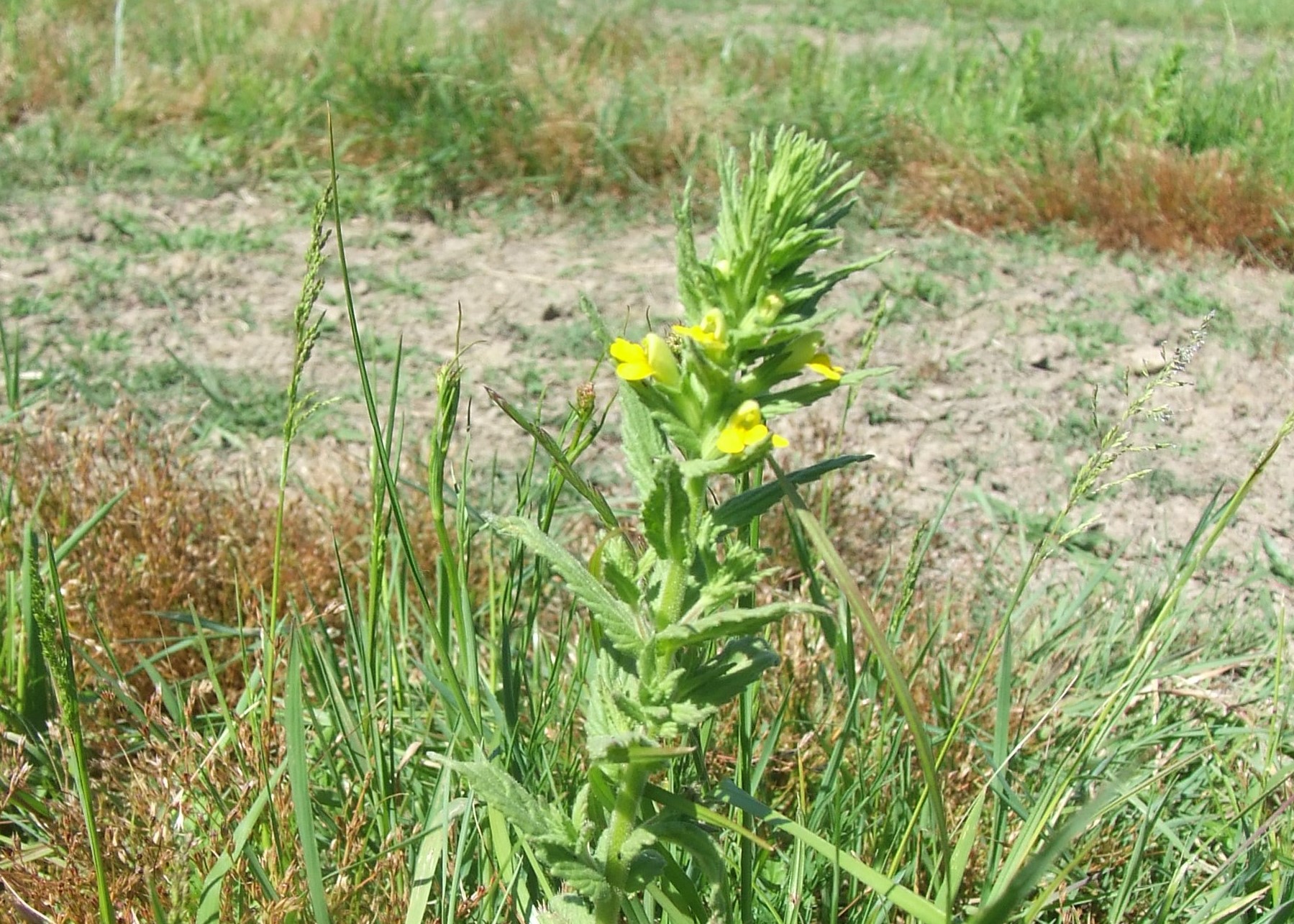 Tarweed - How to Identify and Get Rid | Kiwicare