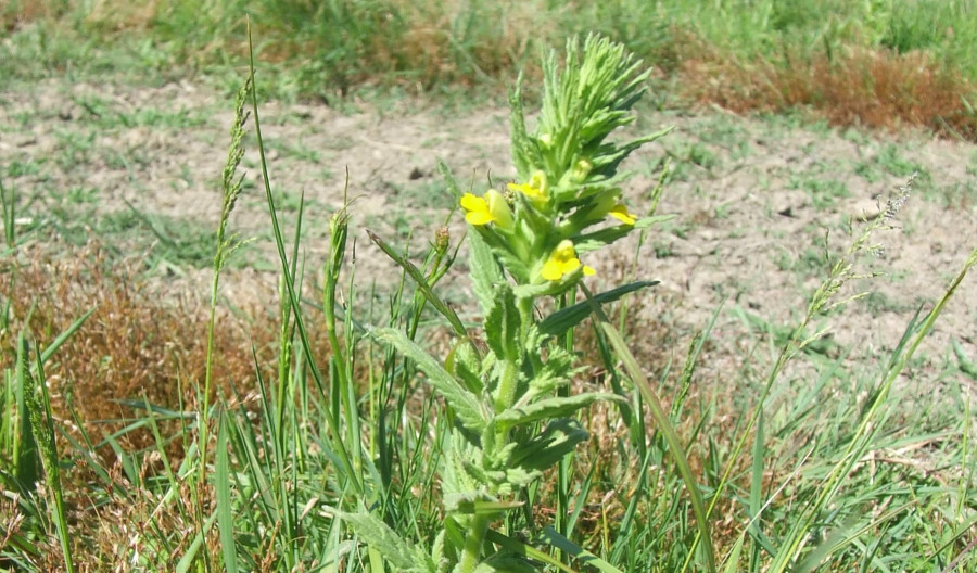 Tarweed - How to Identify and Get Rid | Kiwicare
