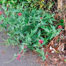 Valarian - Control Valerian Weed in Gardens. | Kiwicare