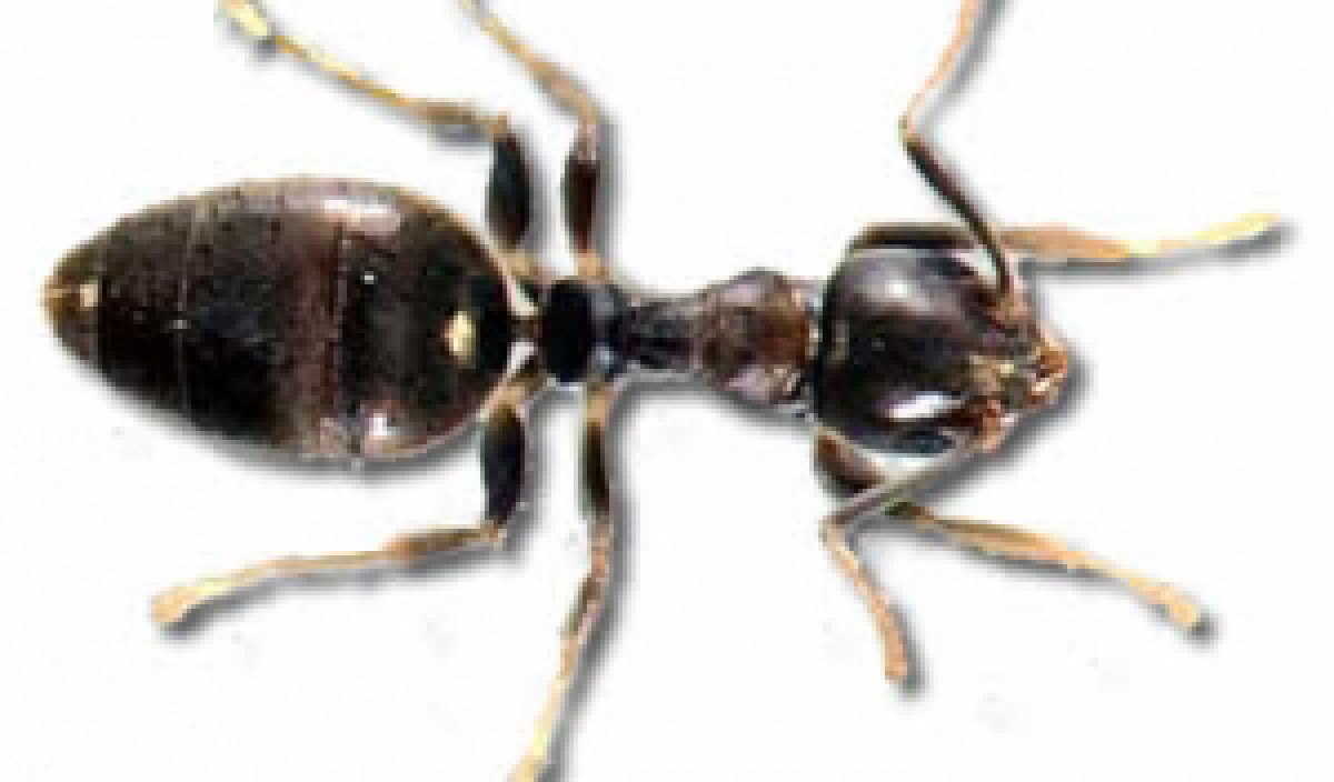 White Footed Ant - Control of White Footed Ant Pests | Kiwicare