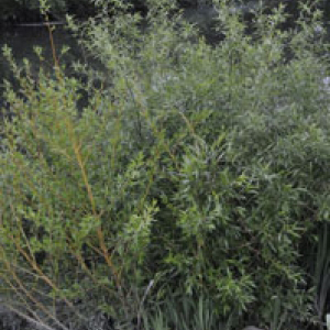 Willows - Control of Willow Weeds in Home Gardens. | Kiwicare