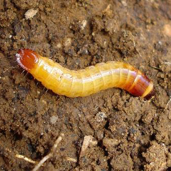 Wireworm - Control of Wireworm Pests in Garden Soils. | Kiwicare