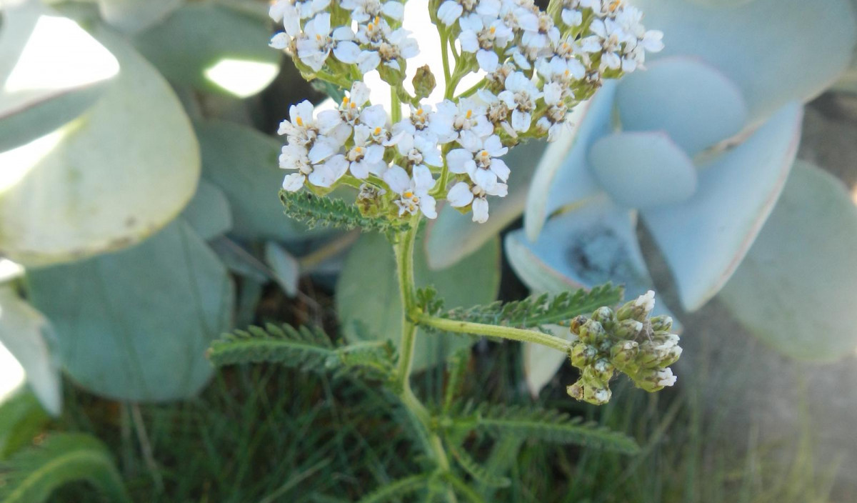 Yarrow - Control of Yarrow Weed in Lawns and Gardens | Kiwicare
