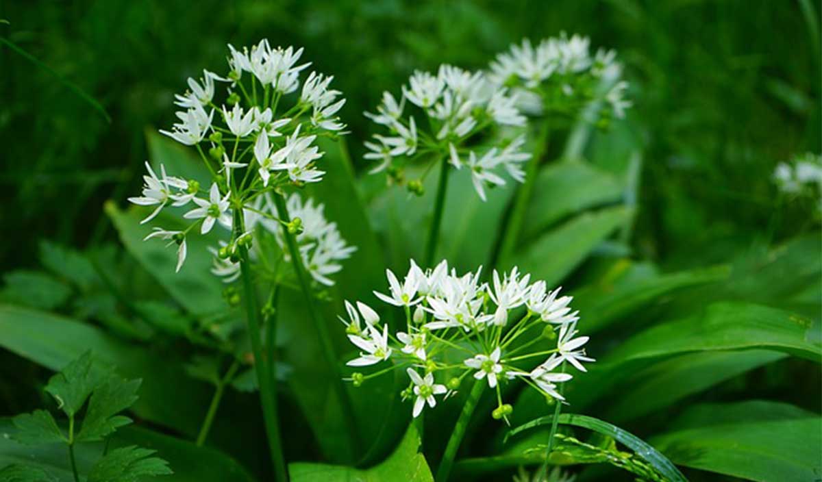 Onion Weed - Control of Onion Weed in Gardens. | Kiwicare