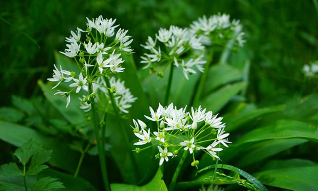 Wild Garlic - Control of Wild Garlic Weed in Gardens. | Kiwicare
