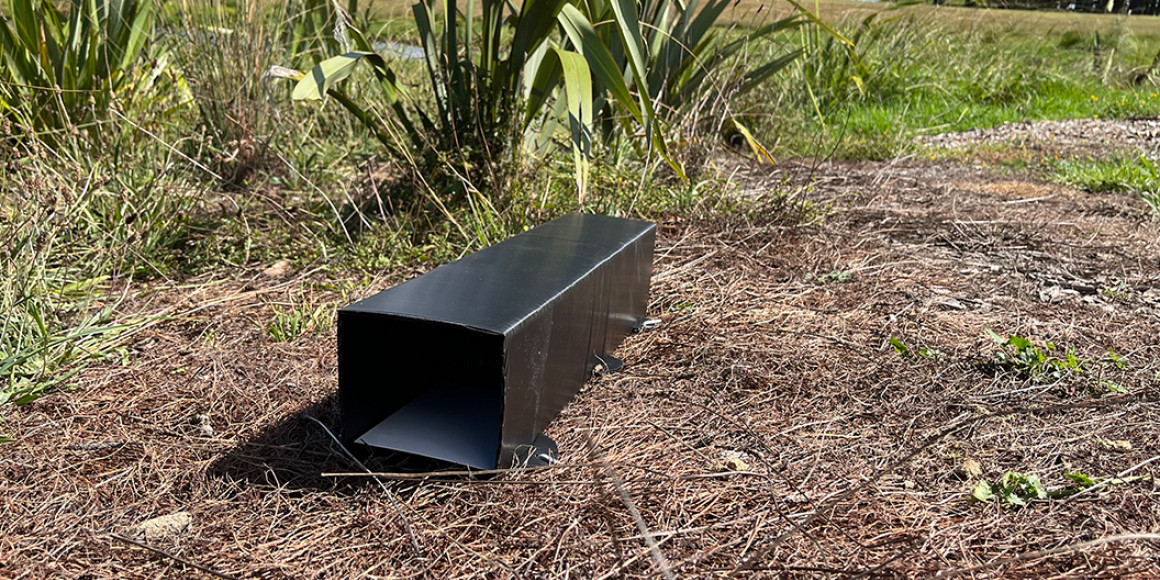 Protecting New Zealand's Biodiversity: Kiwicare's March Mission | Kiwicare