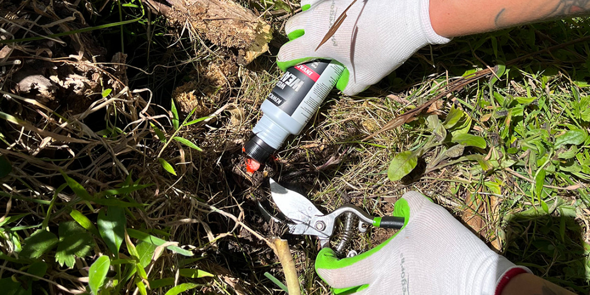 Protecting New Zealand's Biodiversity: Kiwicare's March Mission | Kiwicare
