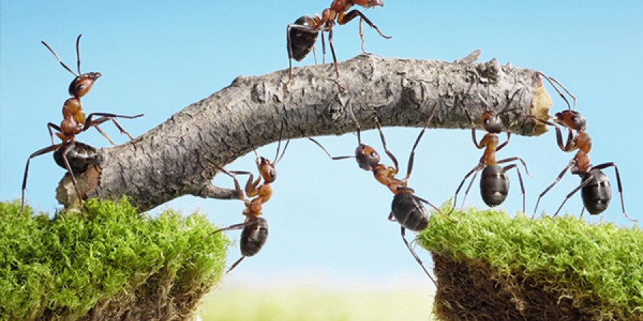 Advice - Learn About Ant Super Colonies | Kiwicare