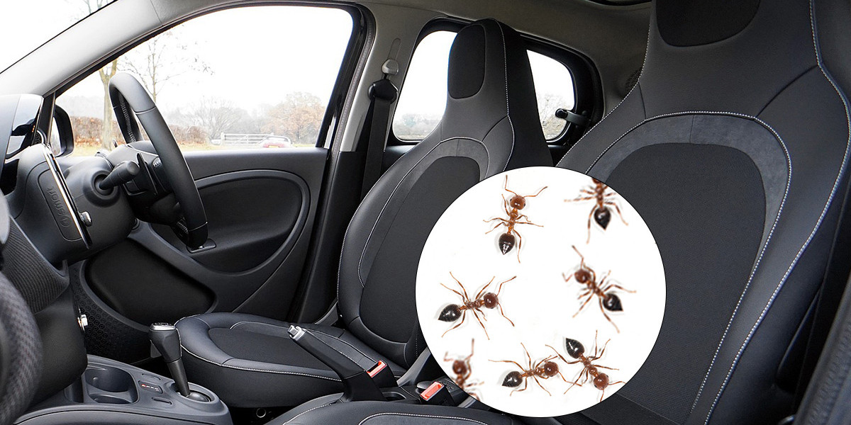 Ants & Spiders in Vehicles & How to Get Rid of Them | Kiwicare
