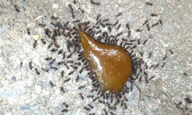 How Intelligent are Ants? | Kiwicare