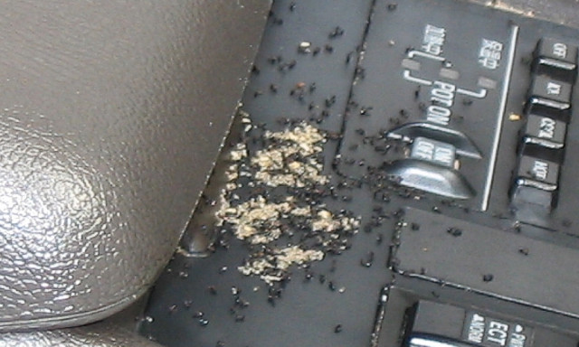 Advice - Ants with Wings and How to Get Rid of Them | Kiwicare